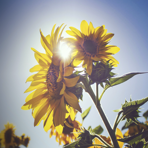 sunflower | lo-fi beat by Big Tali